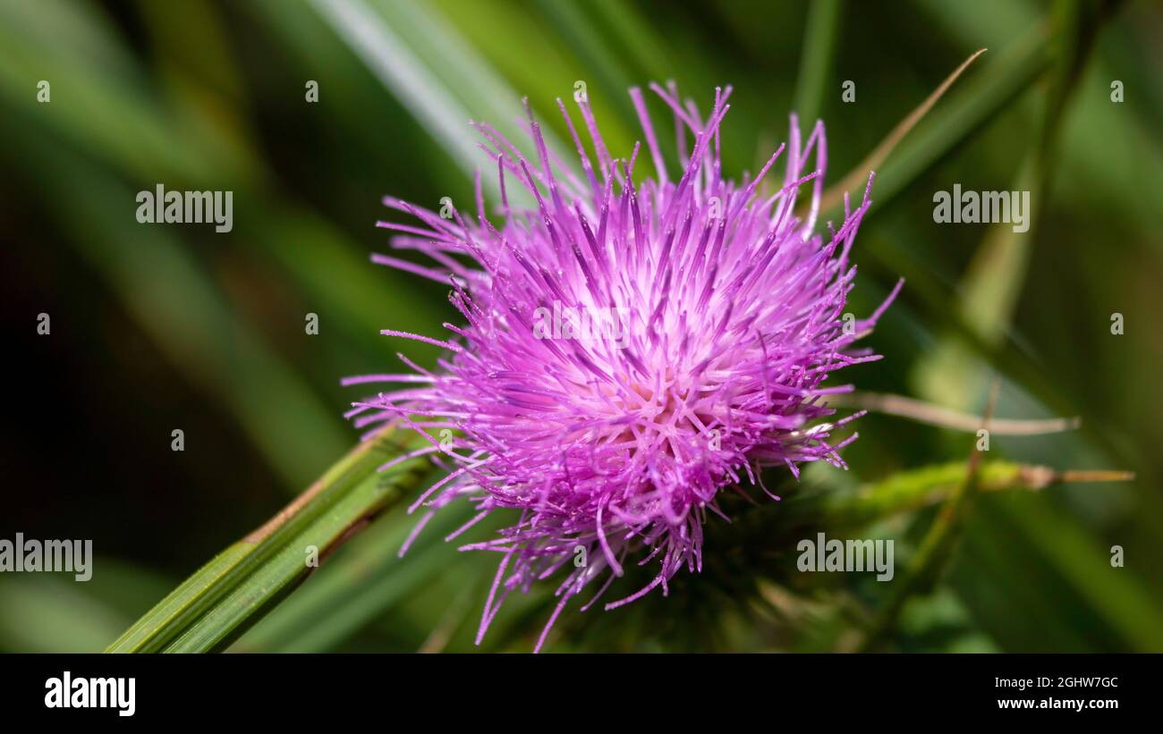 Purple Spear Thistle (Cirsium vulgare), Fichtelgebirge, Germany Stock ...