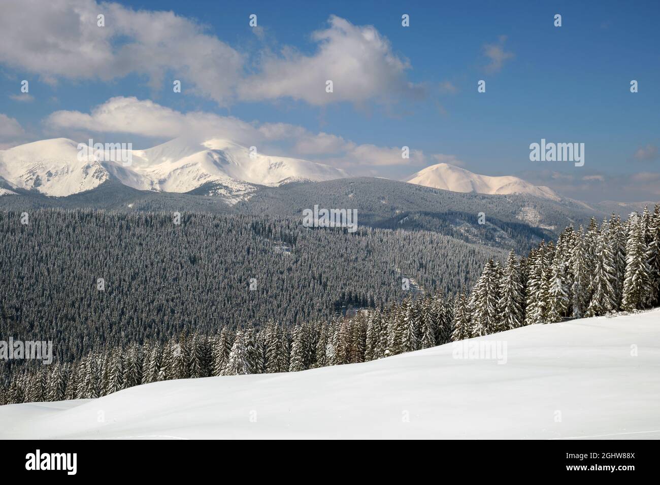 Winter landscape with high mountain hills covered with evergreen pine ...