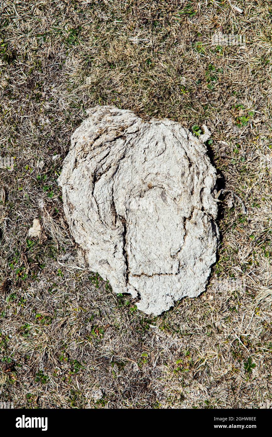 Animal dung hi-res stock photography and images - Alamy