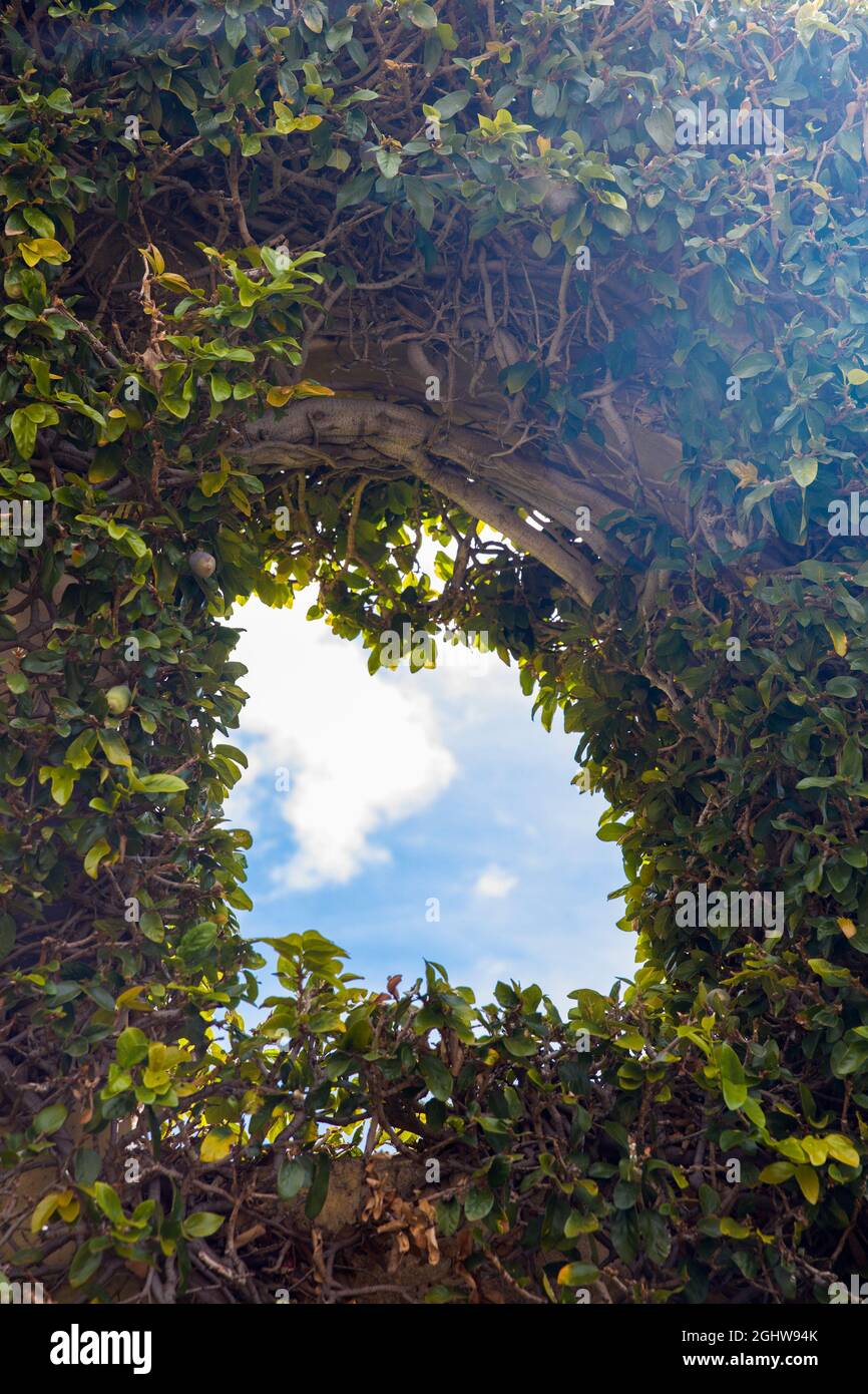 Light trough leaf hi-res stock photography and images - Alamy