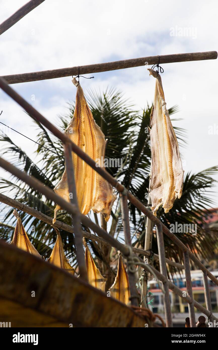 Hanging cod fish drying in Camara de lobos at Madeira island, Portugal ...