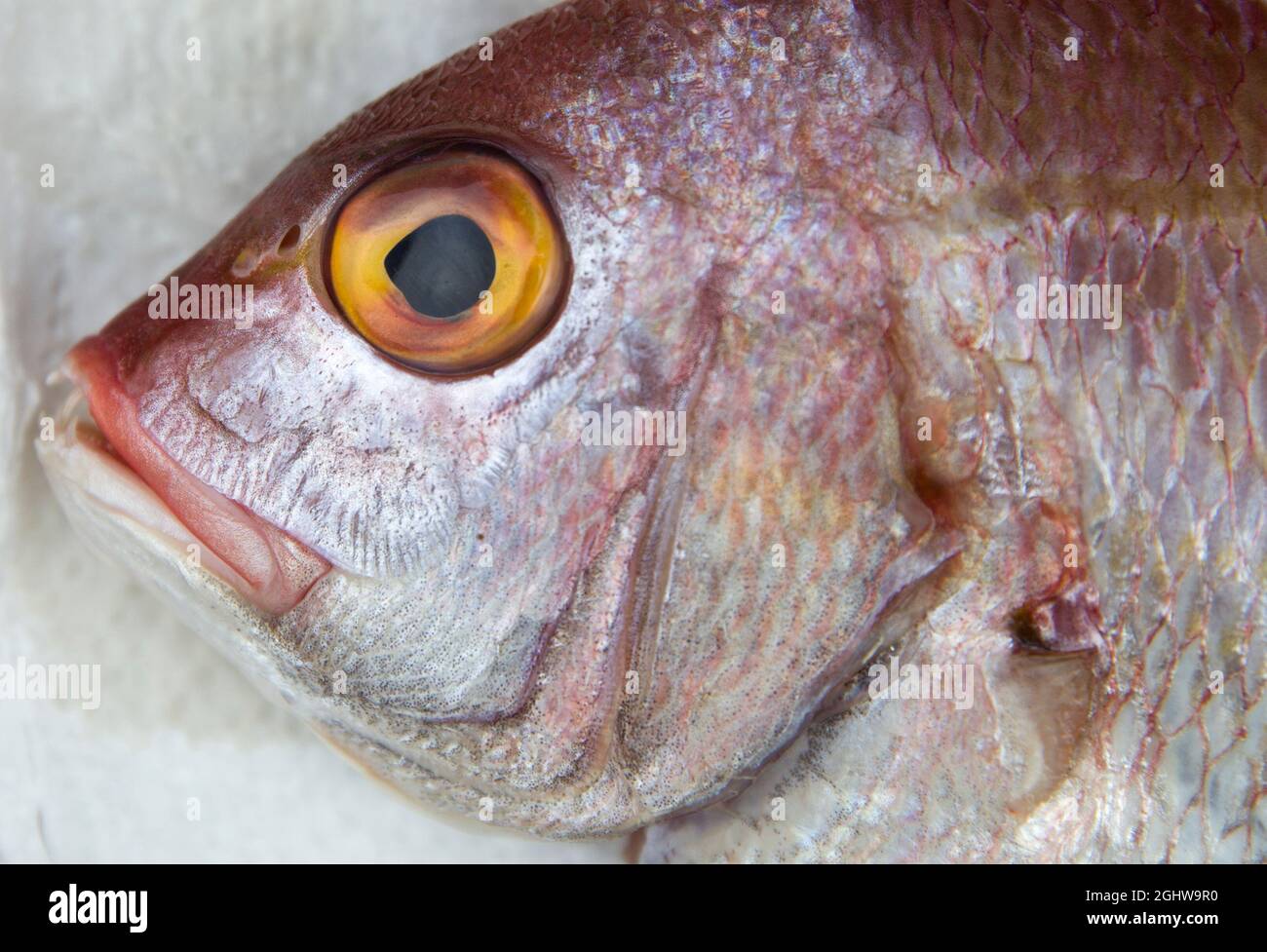 Red bass hi-res stock photography and images - Alamy