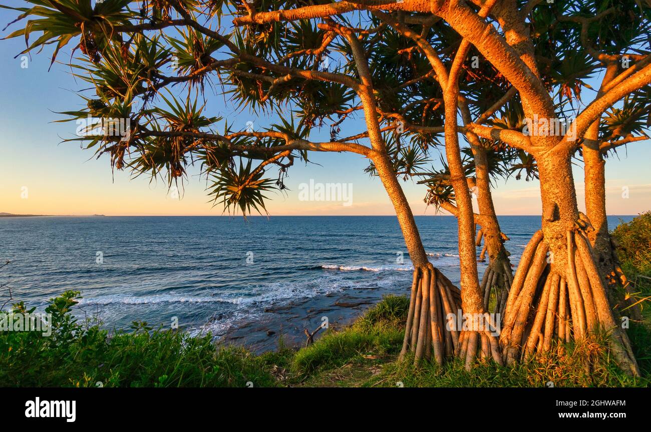 Pandanus tree by ocean at sunset, Moffat Beach Headland, Queensland ...