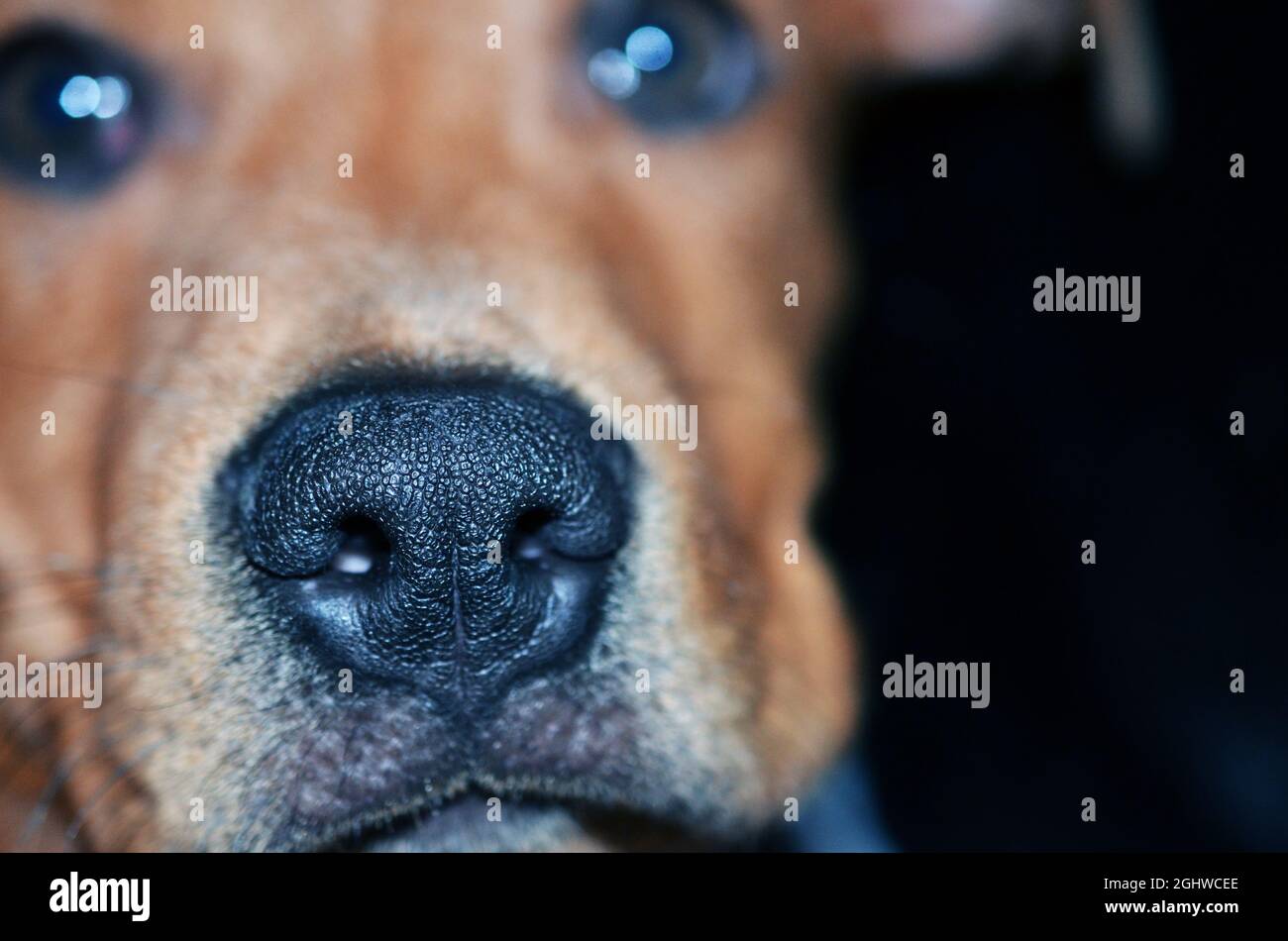 Shallow focus shot dog hi-res stock photography and images - Alamy