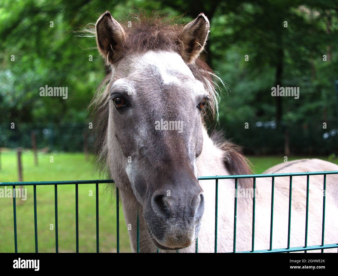 Trusting animals hi-res stock photography and images - Alamy