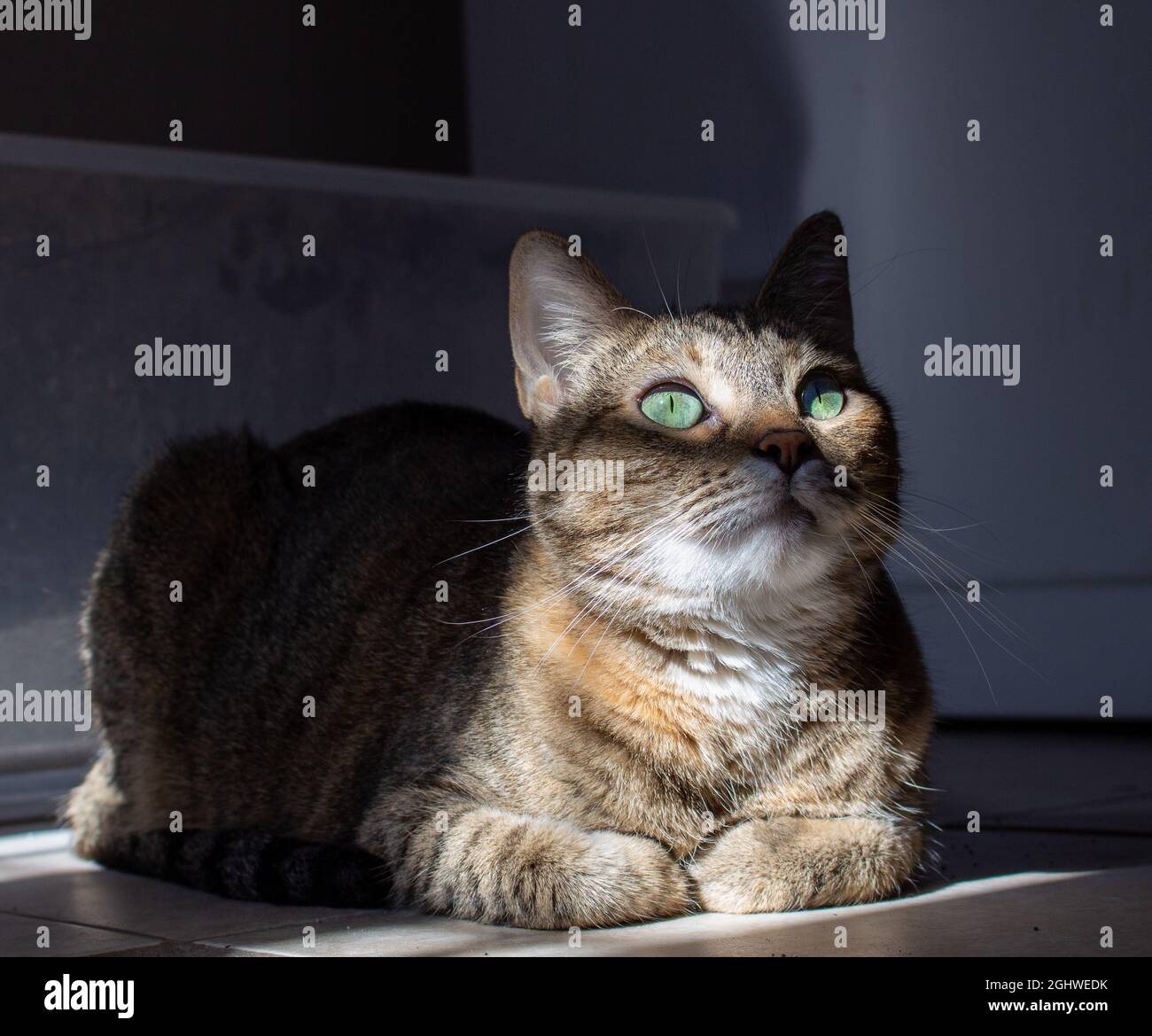Cat in the shadows hi-res stock photography and images - Alamy