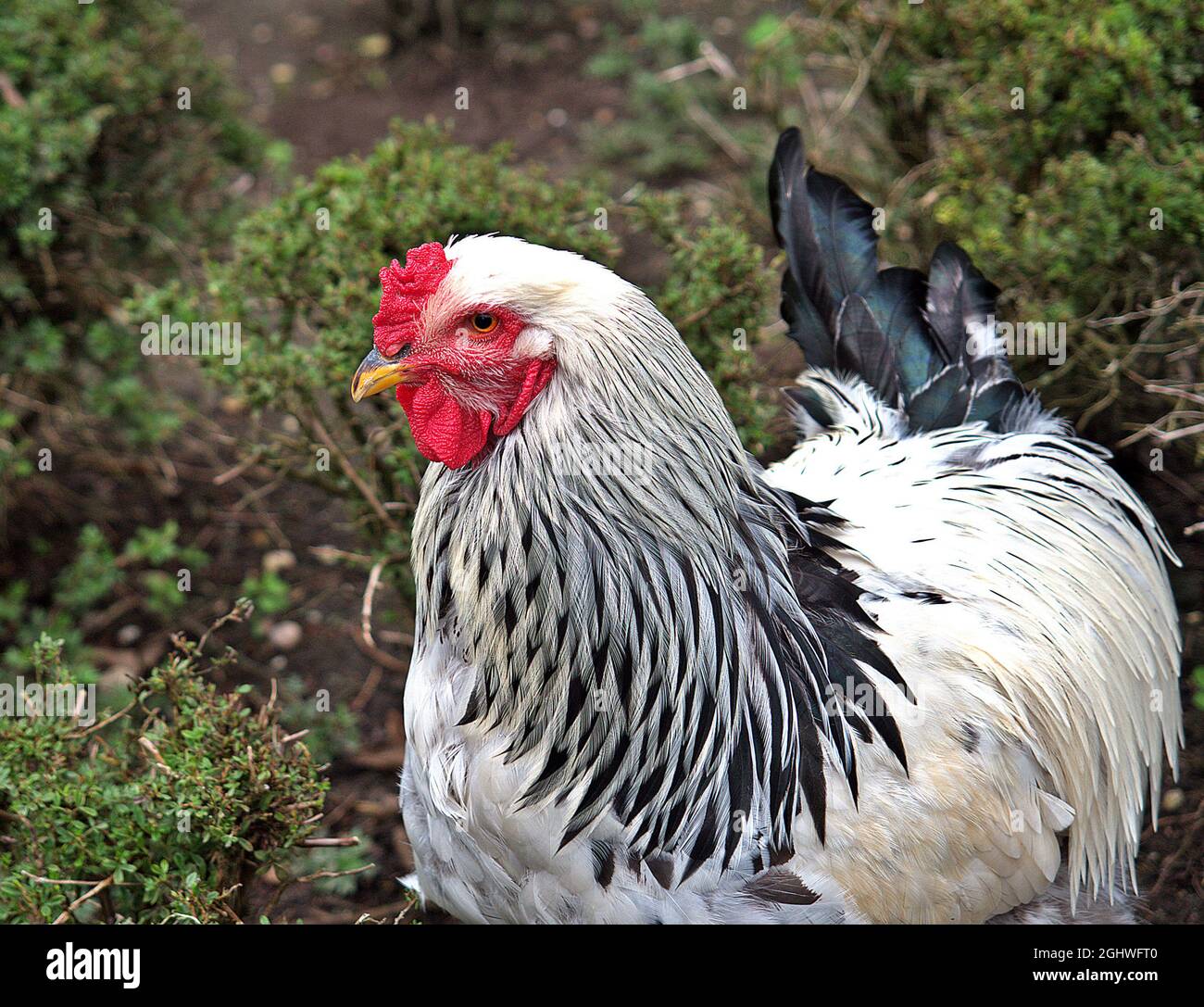 Partial view of a proud rooster Stock Photo - Alamy