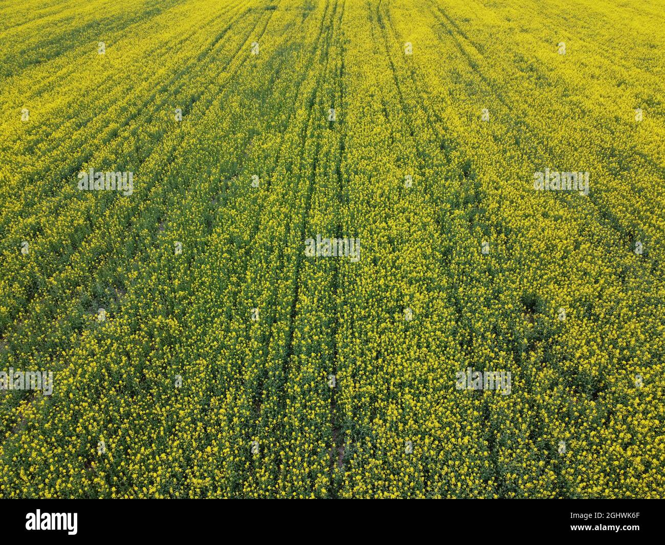 Rape seedlings on a farm field. Blooming rapeseed, top view Stock Photo - Alamy