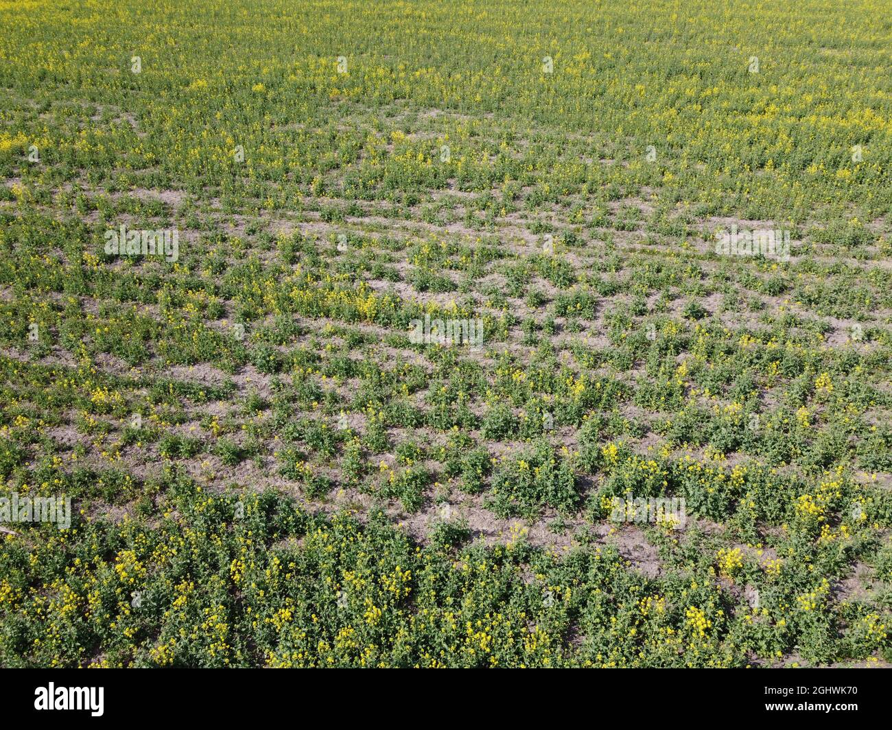 Rape seedlings on a farm field. Blooming rapeseed, top view Stock Photo ...