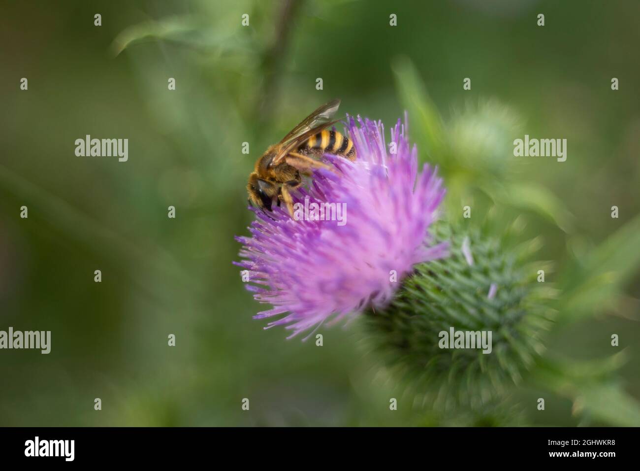 A honey bee (also spelled honeybee) is a eusocial flying insect within ...