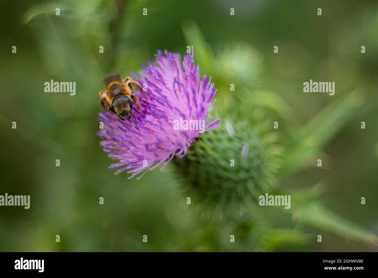 A honey bee (also spelled honeybee) is a eusocial flying insect within ...