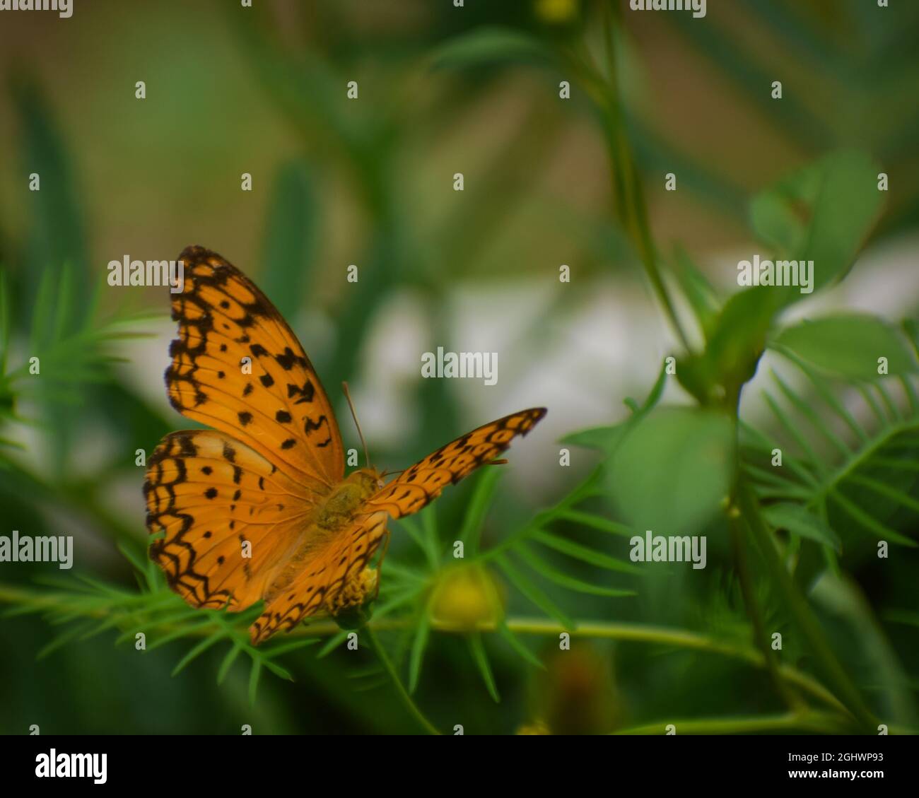 beauty in nature. common leopard butterfly (phalanta phalantha Stock ...