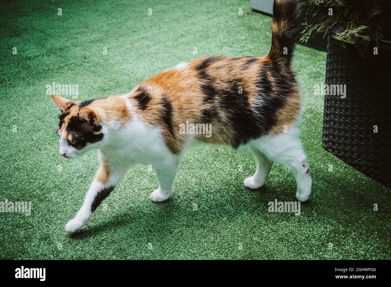 Black cat walking side view hi-res stock photography and images - Alamy