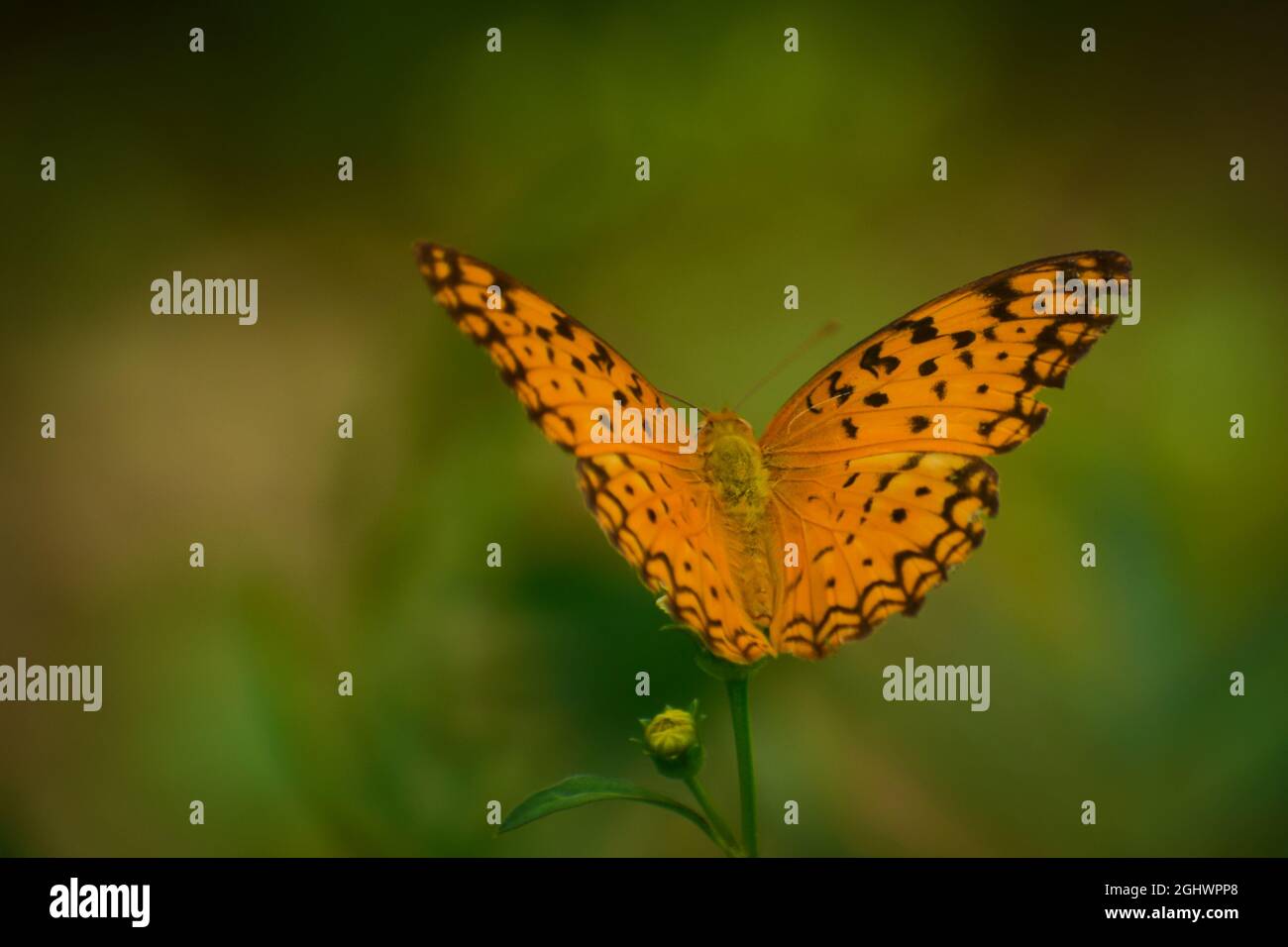 butterfly flying on flower. common leopard butterfly (phalanta ...
