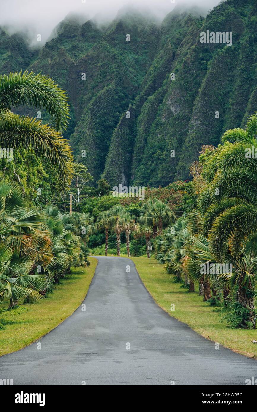 Straight road through lush rainforest landscape in mist, Oahu, Hawaii ...