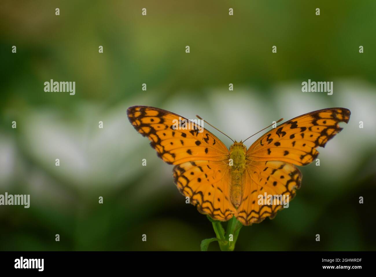 yellow gem of nature. common leopard butterfly (phalanta phalantha ...