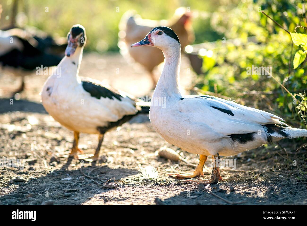 Ducks feed on traditional rural barnyard. Detail of a duck head. Close ...