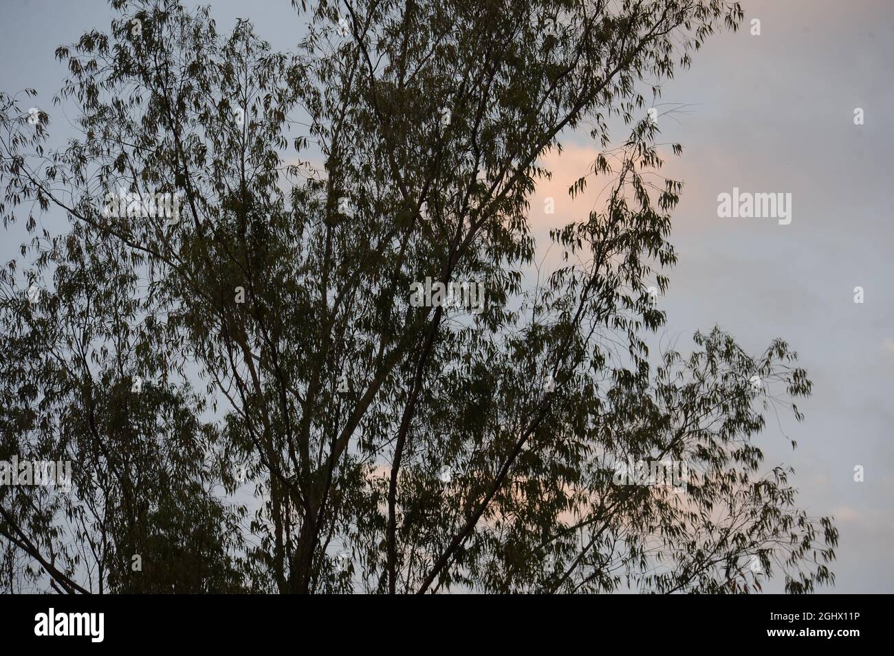 Brazilian native forest typical flowers Stock Photo - Alamy