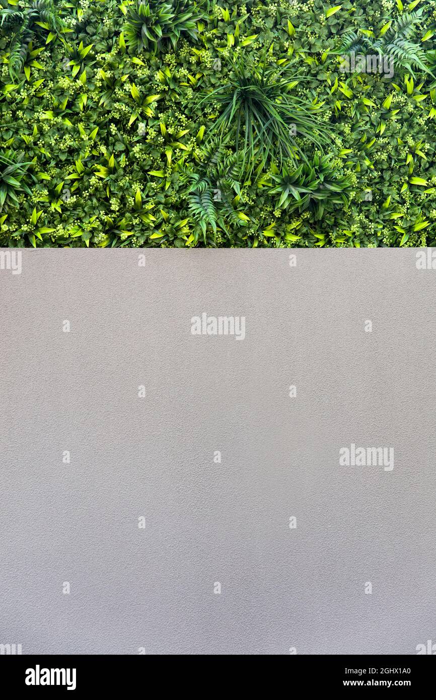 Geen plants behind the wall with blank copy space Stock Photo - Alamy