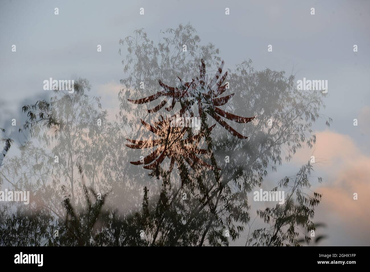 Brazilian native forest typical flowers Stock Photo - Alamy