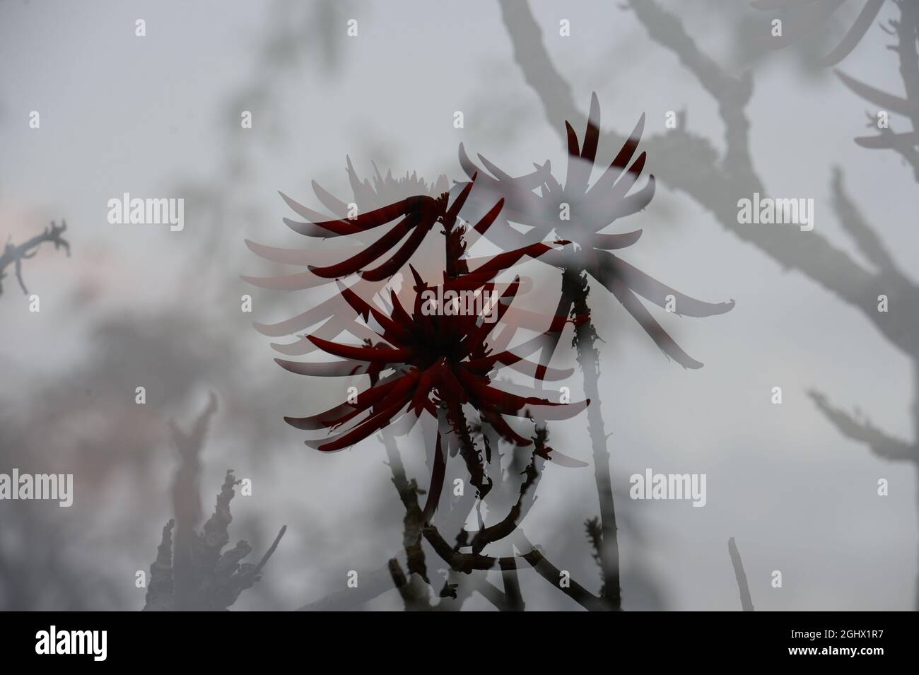 Brazilian native forest typical flowers Stock Photo - Alamy