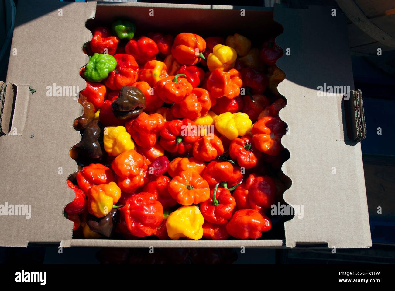 Closeup of colourful Scotch bonnet hot chill peppers seen at the market ...
