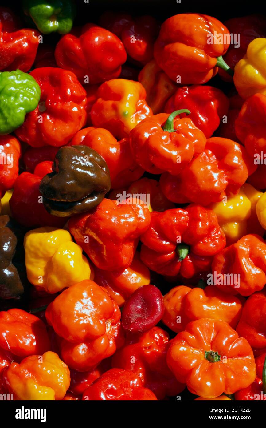 Closeup of colourful Scotch bonnet hot chill peppers seen at the market ...