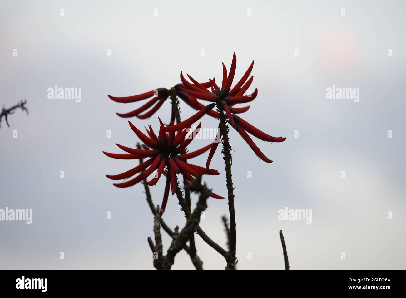 Brazilian native forest typical flowers Stock Photo - Alamy