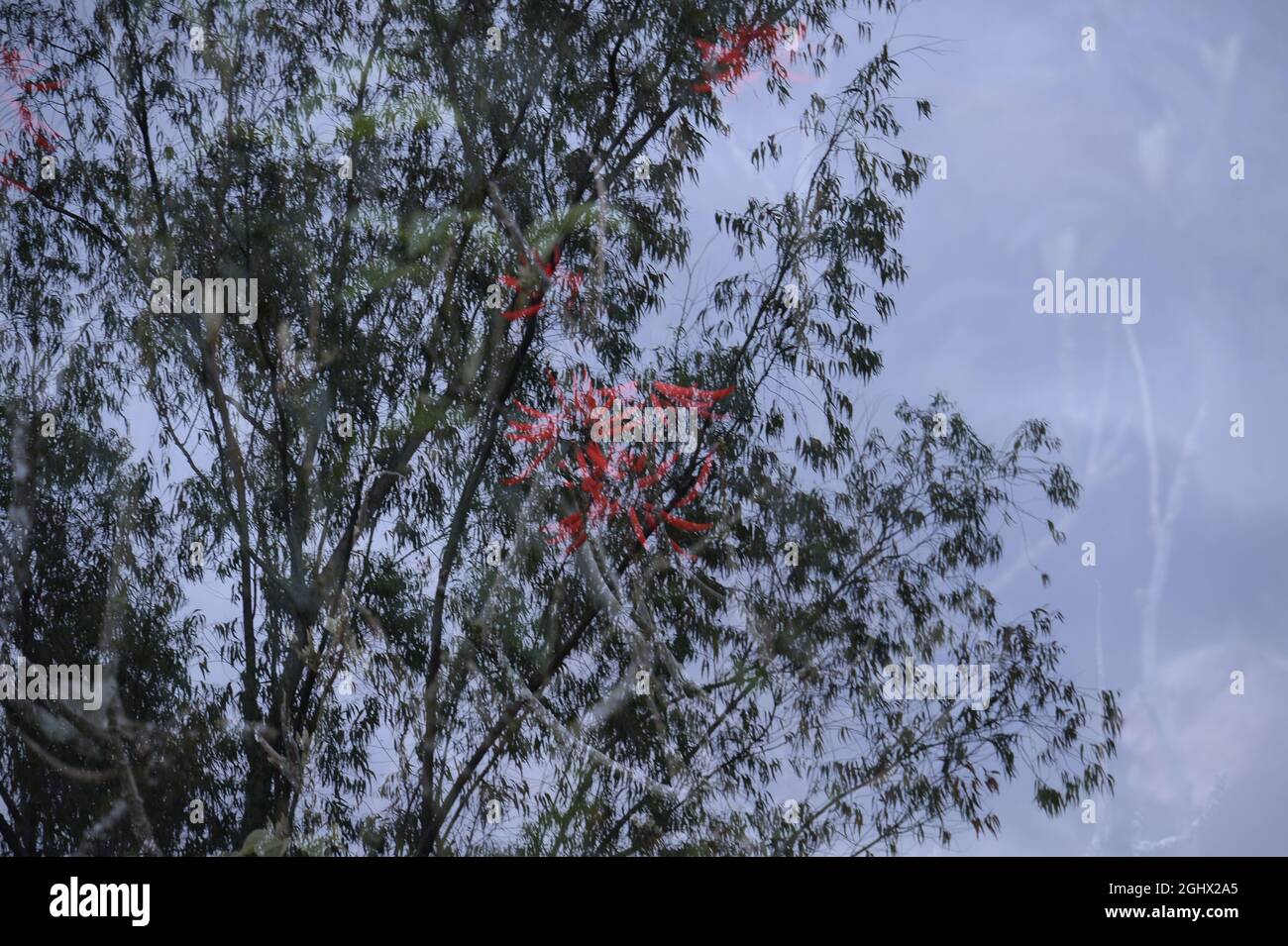 Brazilian native forest typical flowers Stock Photo - Alamy