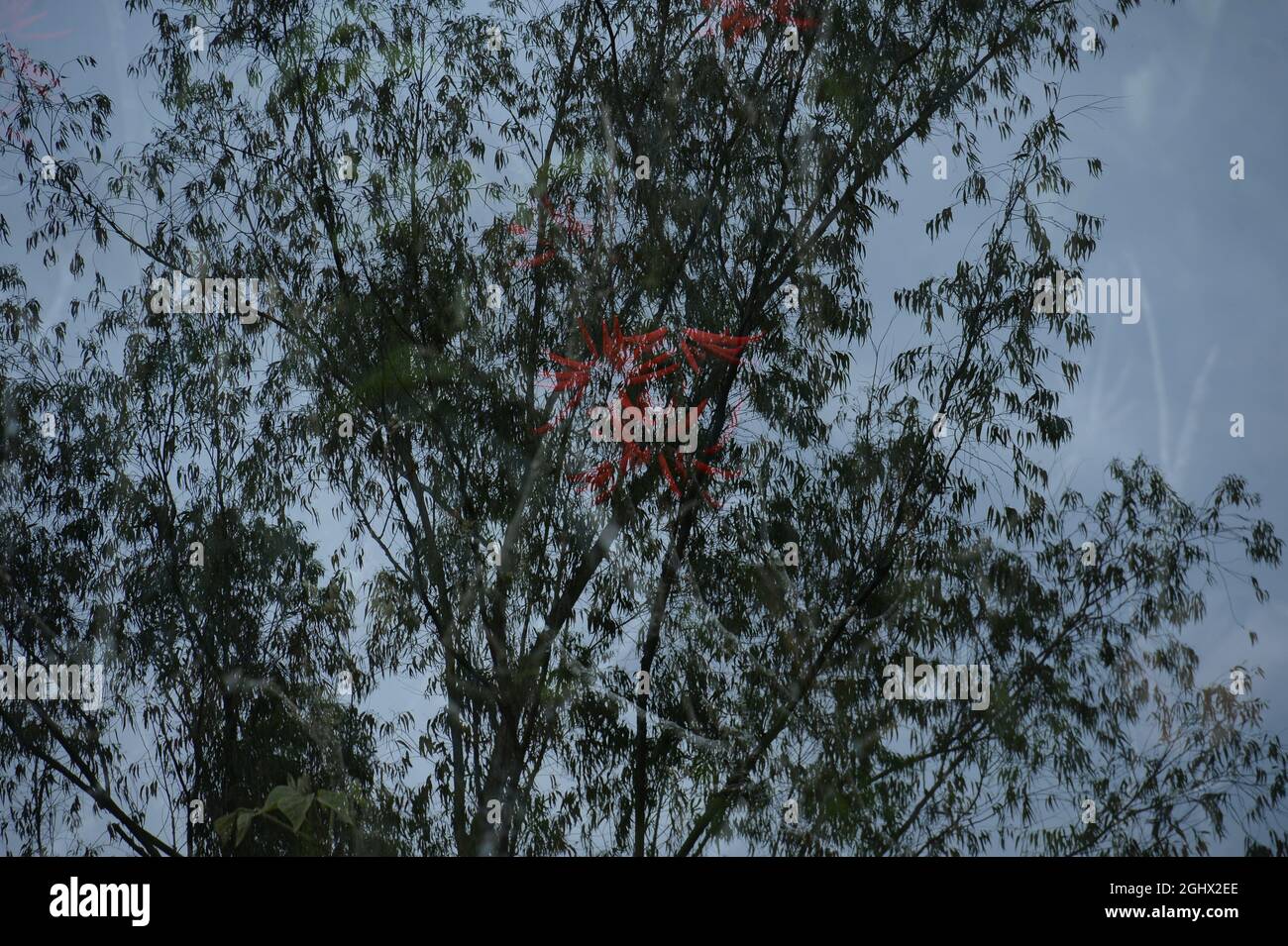 Brazilian native forest typical flowers Stock Photo - Alamy
