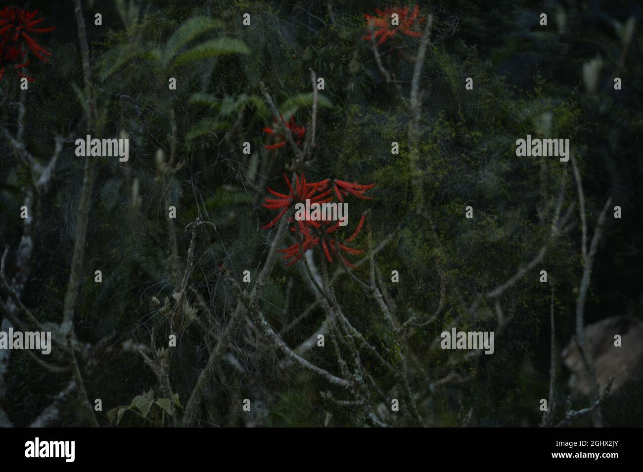 Brazilian native forest typical flowers Stock Photo - Alamy