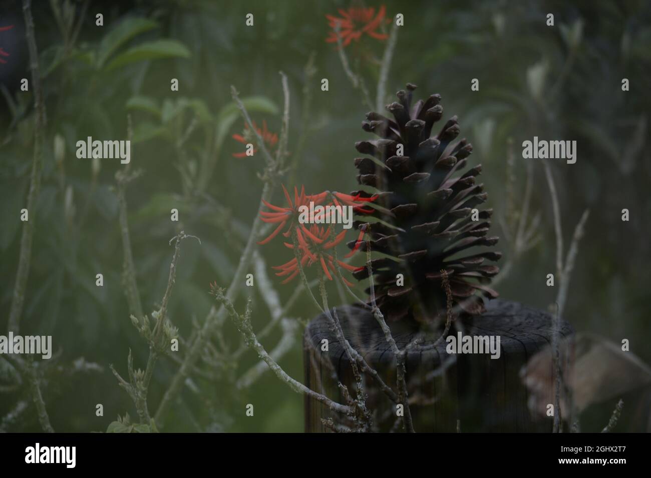 Brazilian native forest typical flowers Stock Photo - Alamy