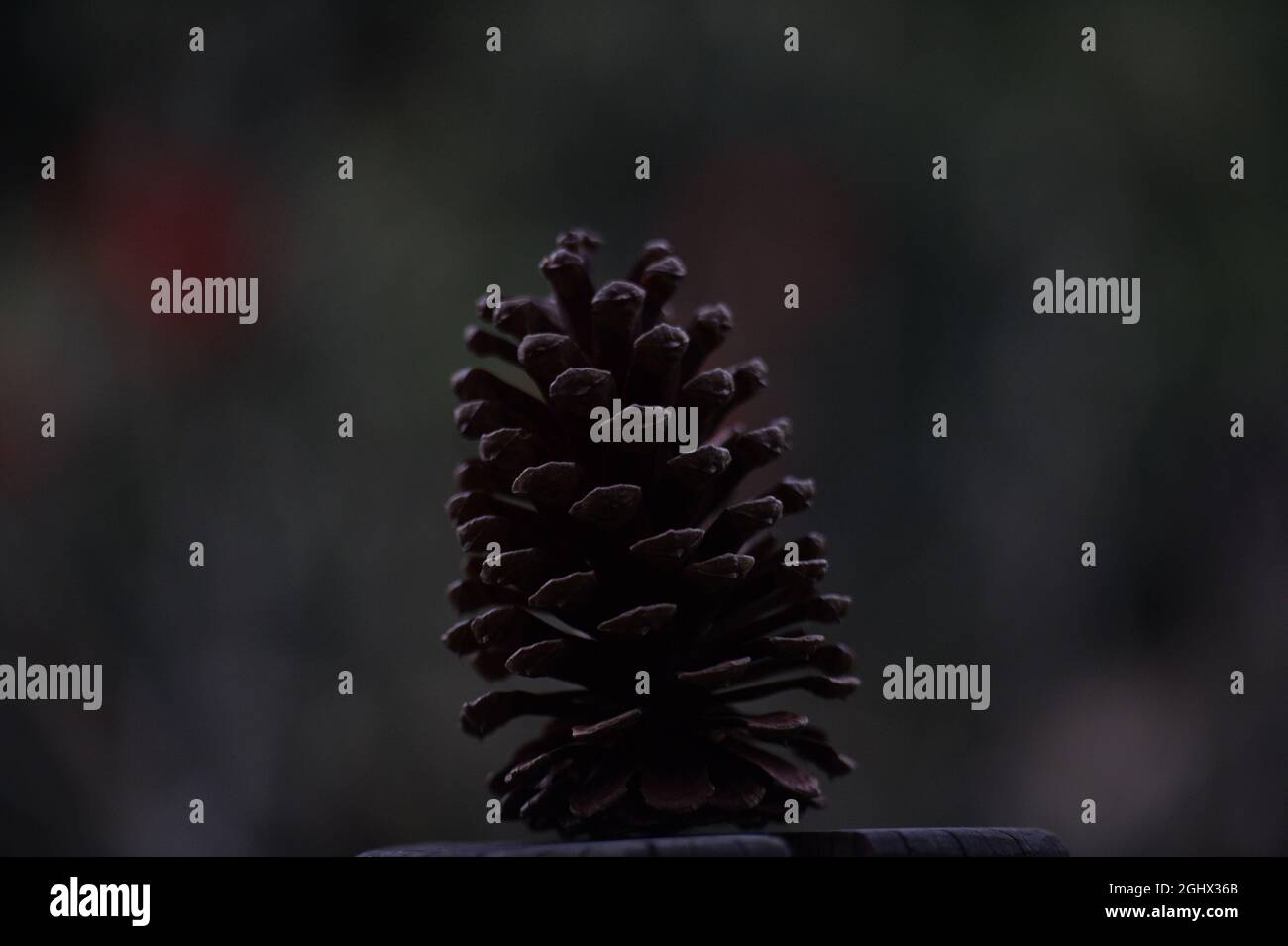 Brazilian native forest typical flowers Stock Photo - Alamy