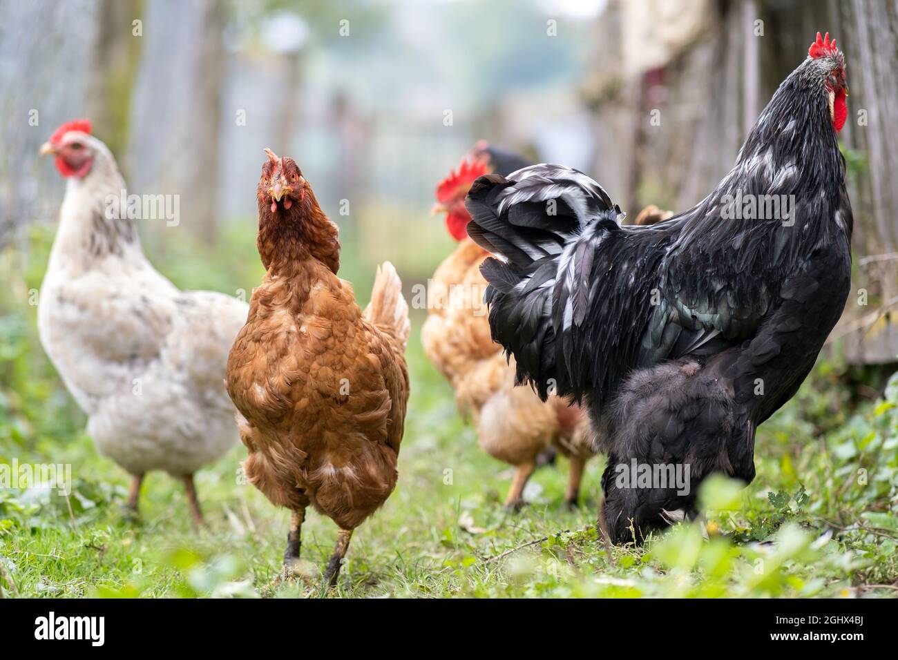 Hens feeding on traditional rural barnyard. Close up of chicken on barn ...