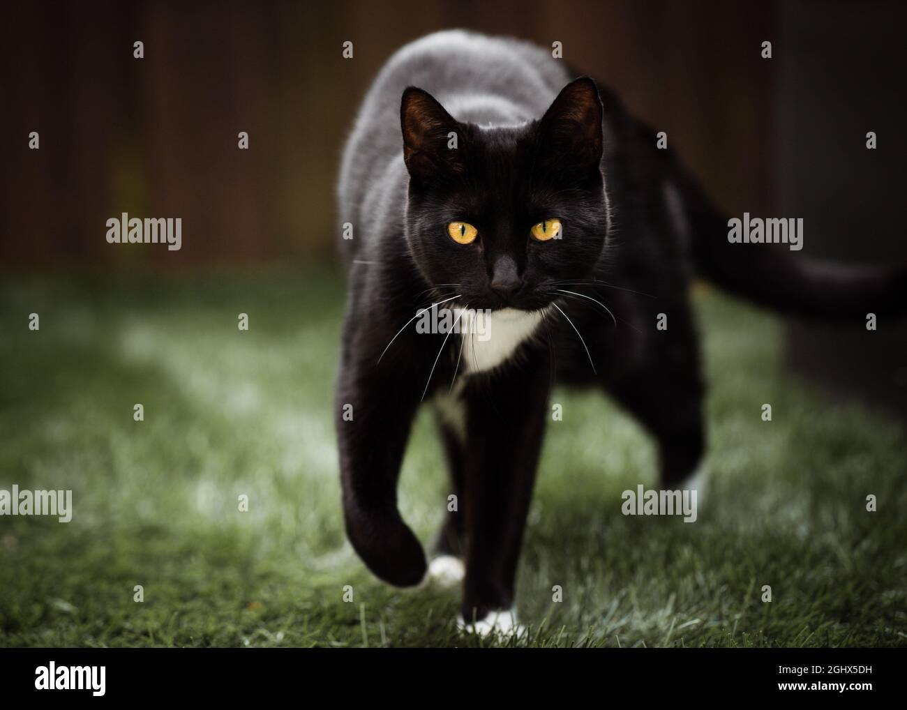 Tuxedo cat in garden hi-res stock photography and images - Alamy