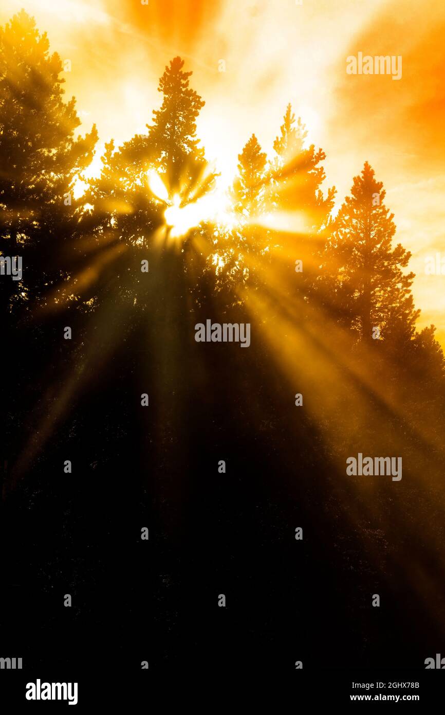 Steam sunbeams filterling through trees mist sunlight sun beams Stock ...