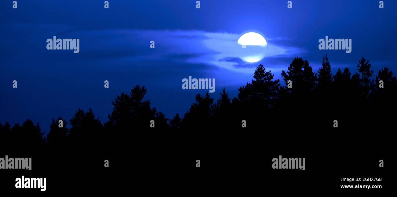 Moon setting over pine trees in wilderness forest peaceful nature ...