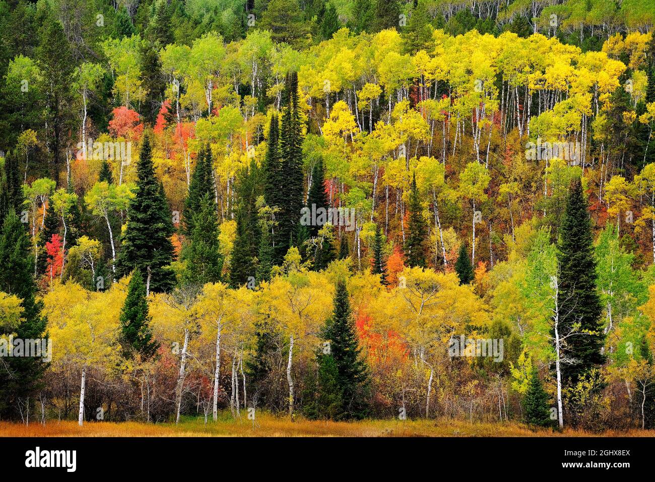 Forest of aspen birch and pine trees forrest wild wilderness mountains ...