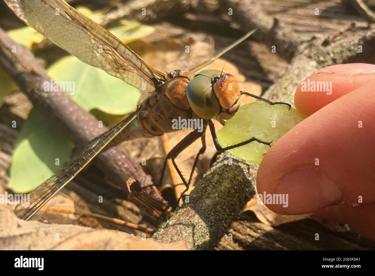 Weakened forest hi-res stock photography and images - Alamy