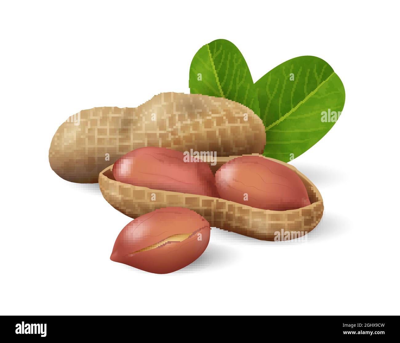 Ground nuts peanuts Stock Vector Images - Alamy
