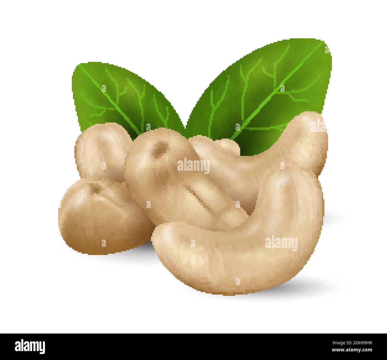 Cashew Vector