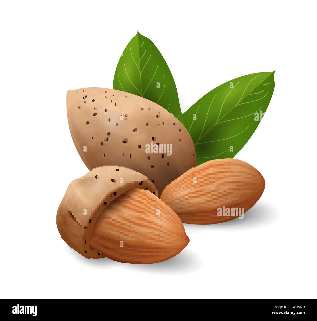 Almond Leaf Vector