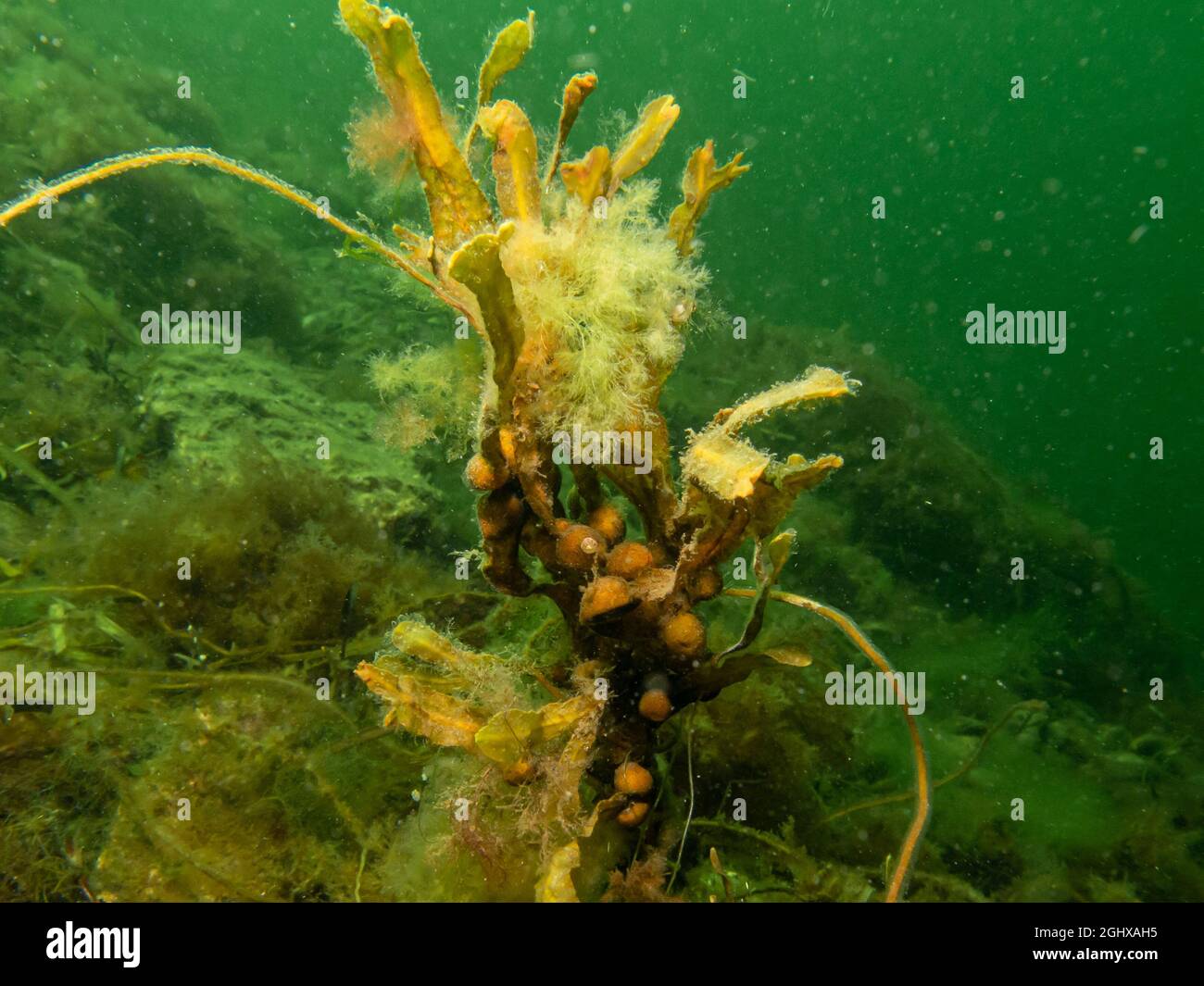 Closeup of Fucus vesiculosus, common names bladderwrack, black tang ...