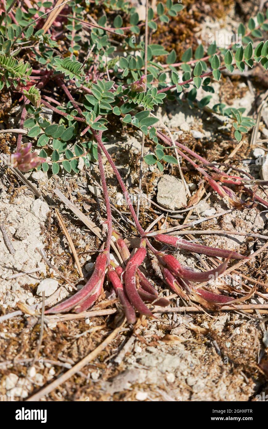 Astragalus close up hi-res stock photography and images - Alamy