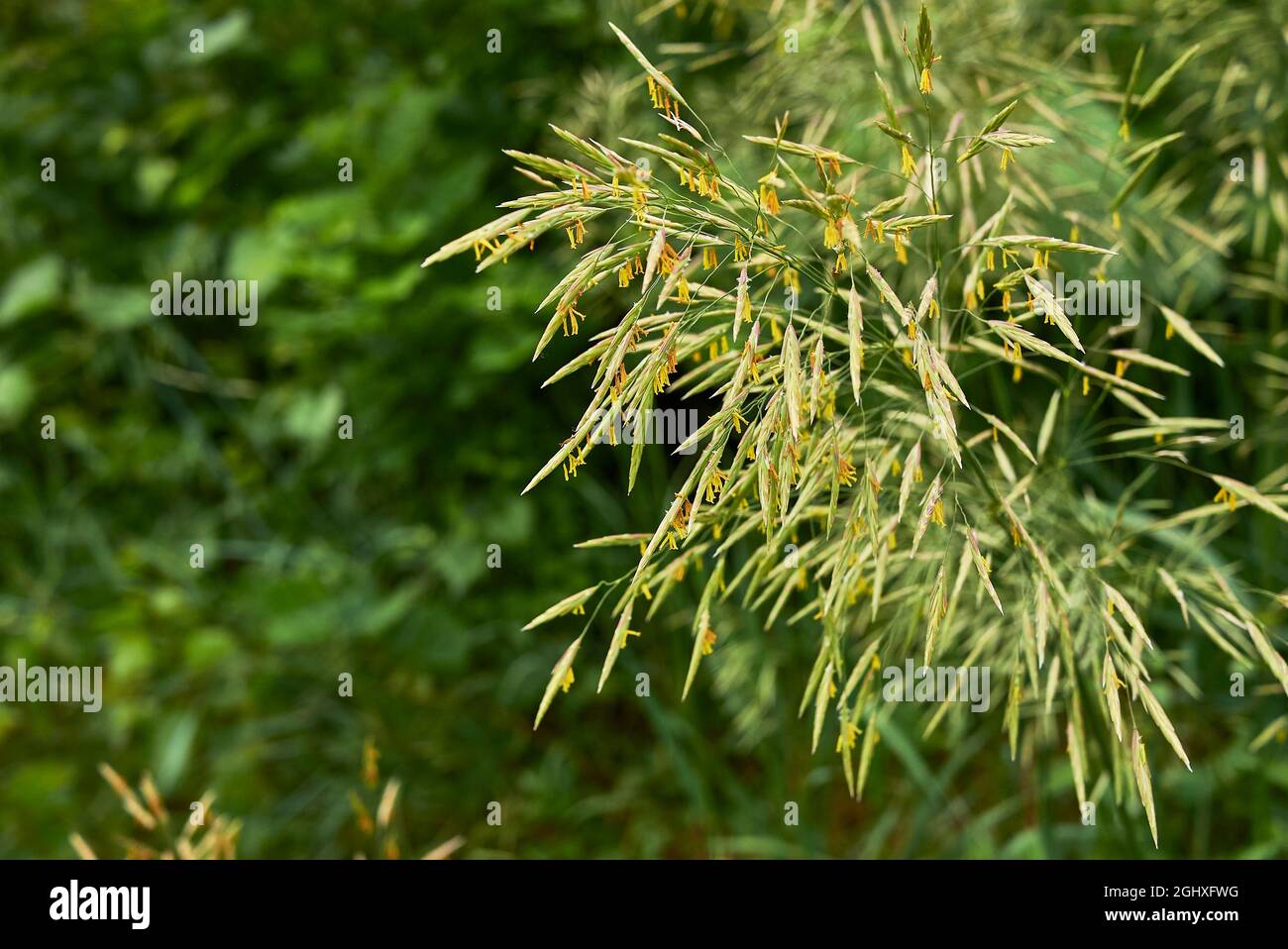 Bromus inermis hi-res stock photography and images - Alamy