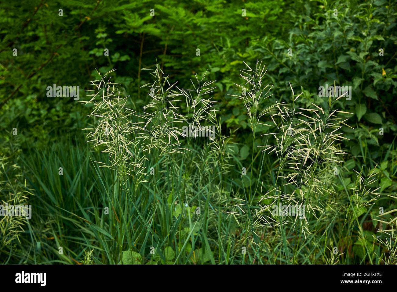 Bromus inermis hi-res stock photography and images - Alamy