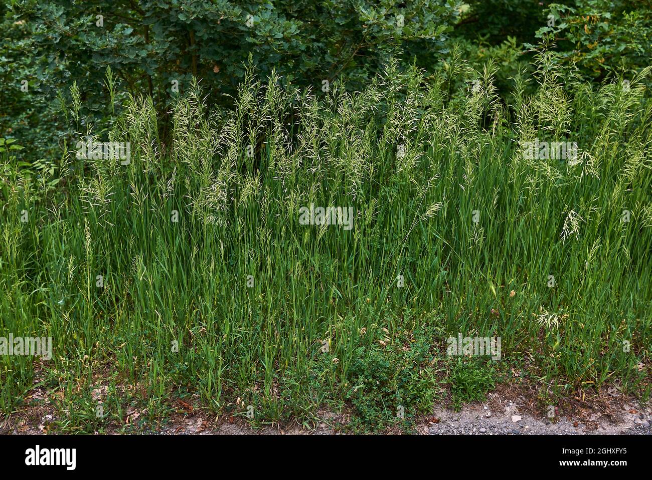 Bromus inermis hi-res stock photography and images - Alamy