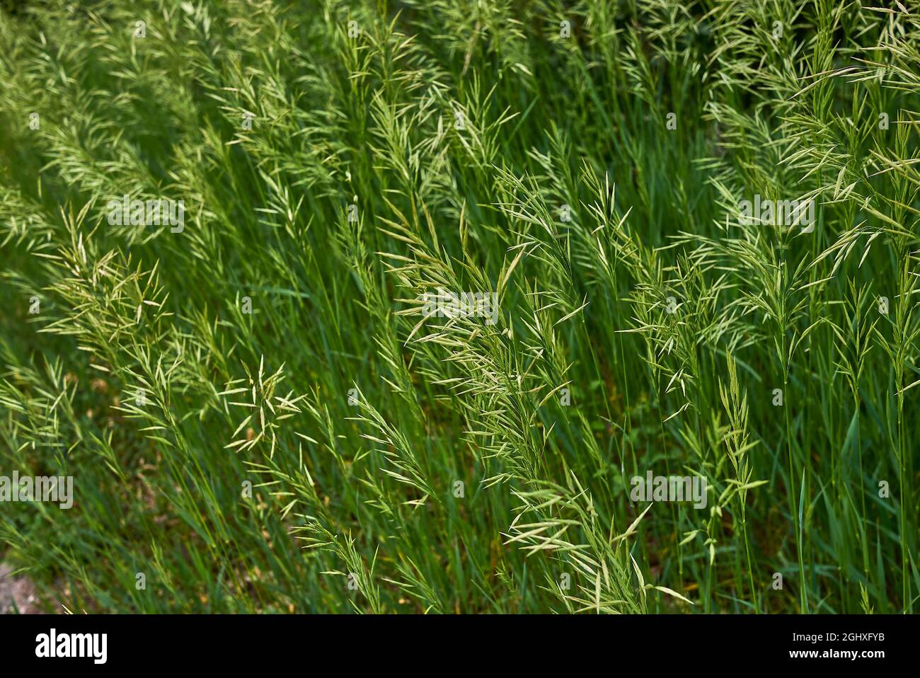 Bromus inermis grass in bloom Stock Photo - Alamy