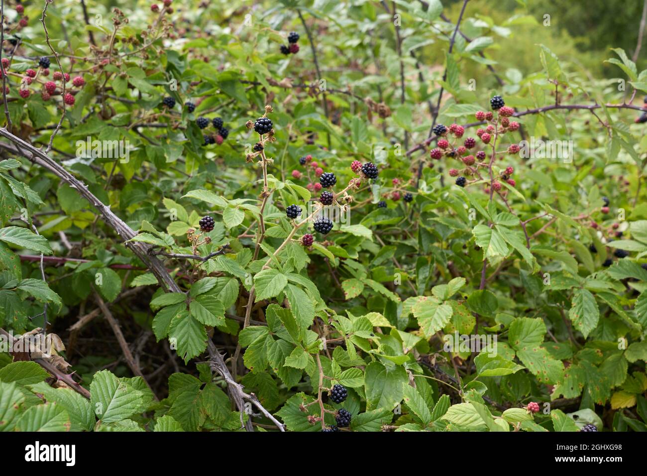 Rubus ulmifolius shrub with fresh wild blackberries Stock Photo - Alamy
