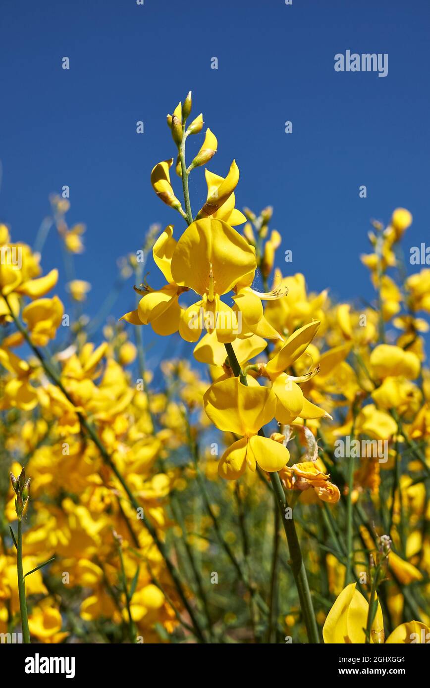 Spanish broom spartium junceum yellow scented fragrant shrub hi-res ...